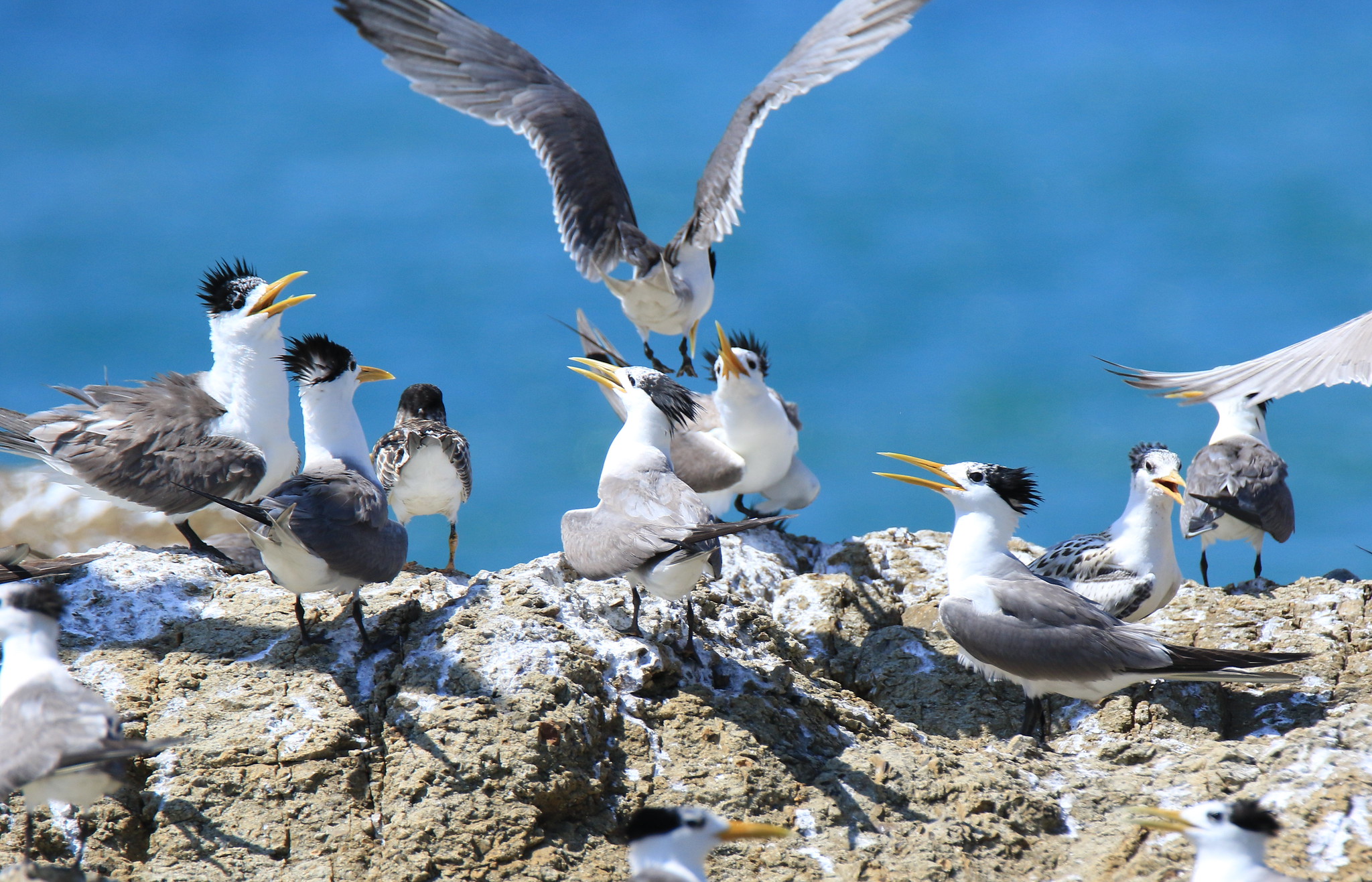Taiwan Publishes First National Bird Report | 社團法人中華民國野鳥學會