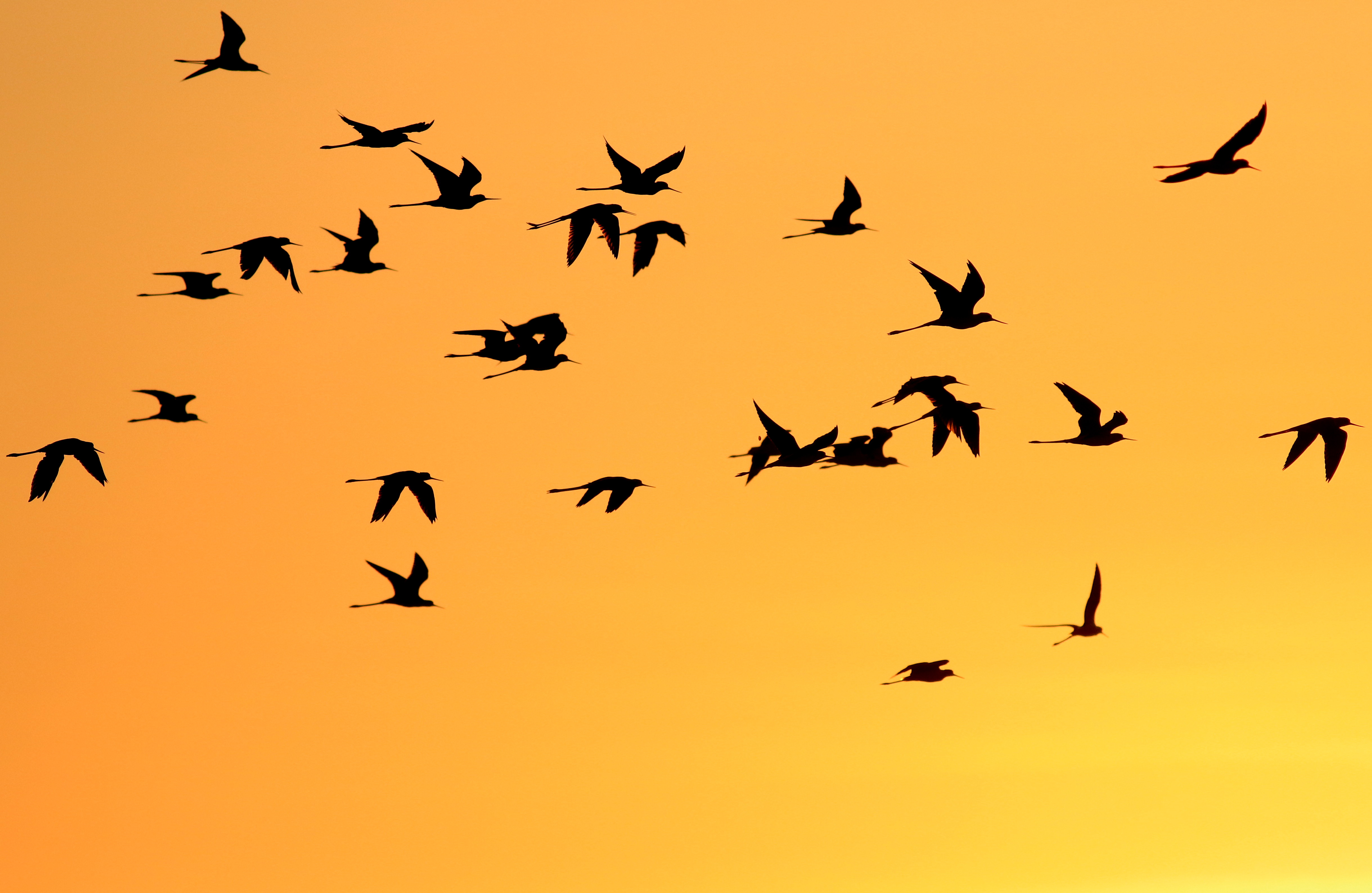 Statement on Taiwan Wild Bird Federation Name Change and Clarifications ...