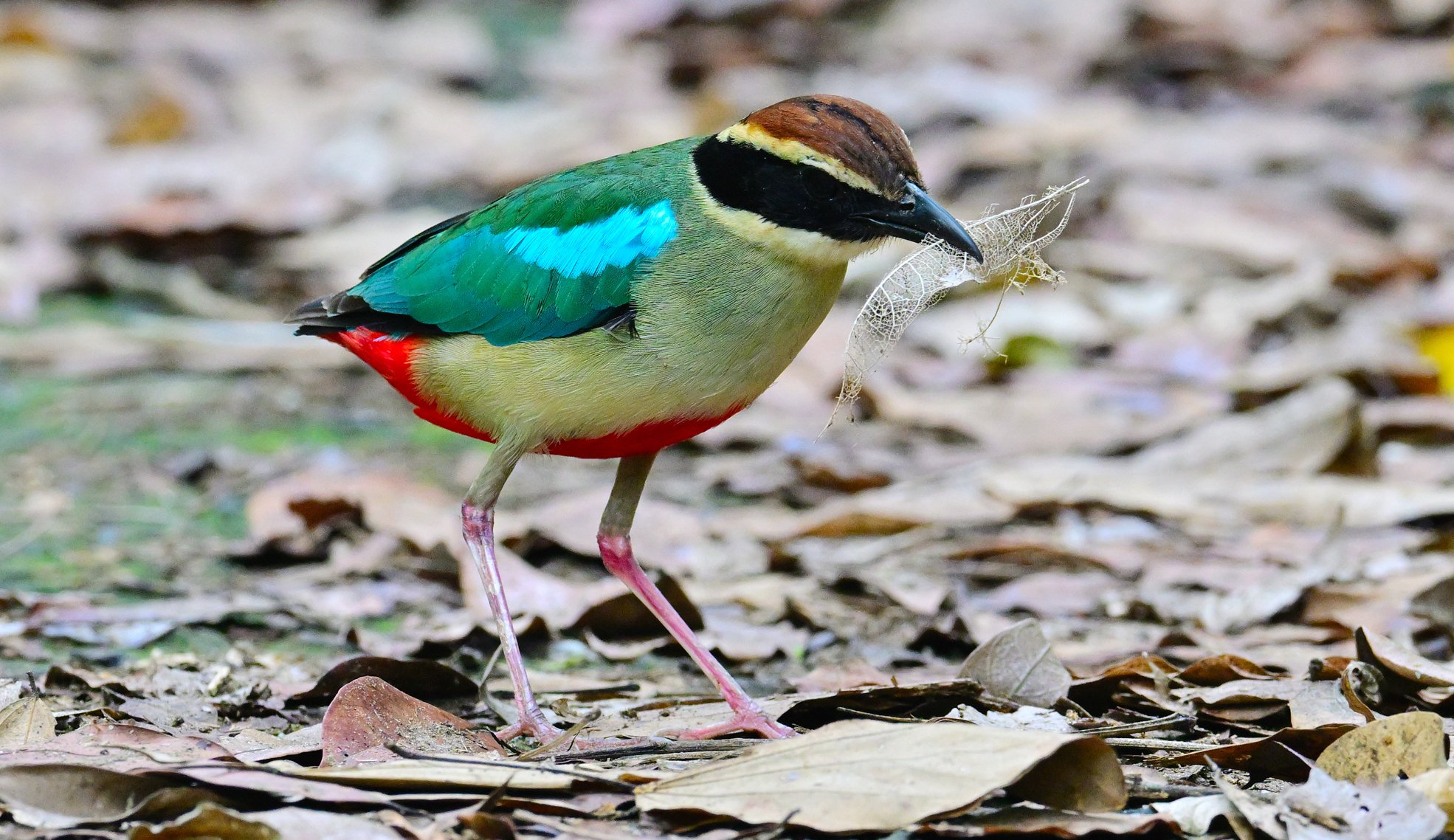 Eight Colors, One Future: Fairy Pitta Conservation in Taiwan and ...