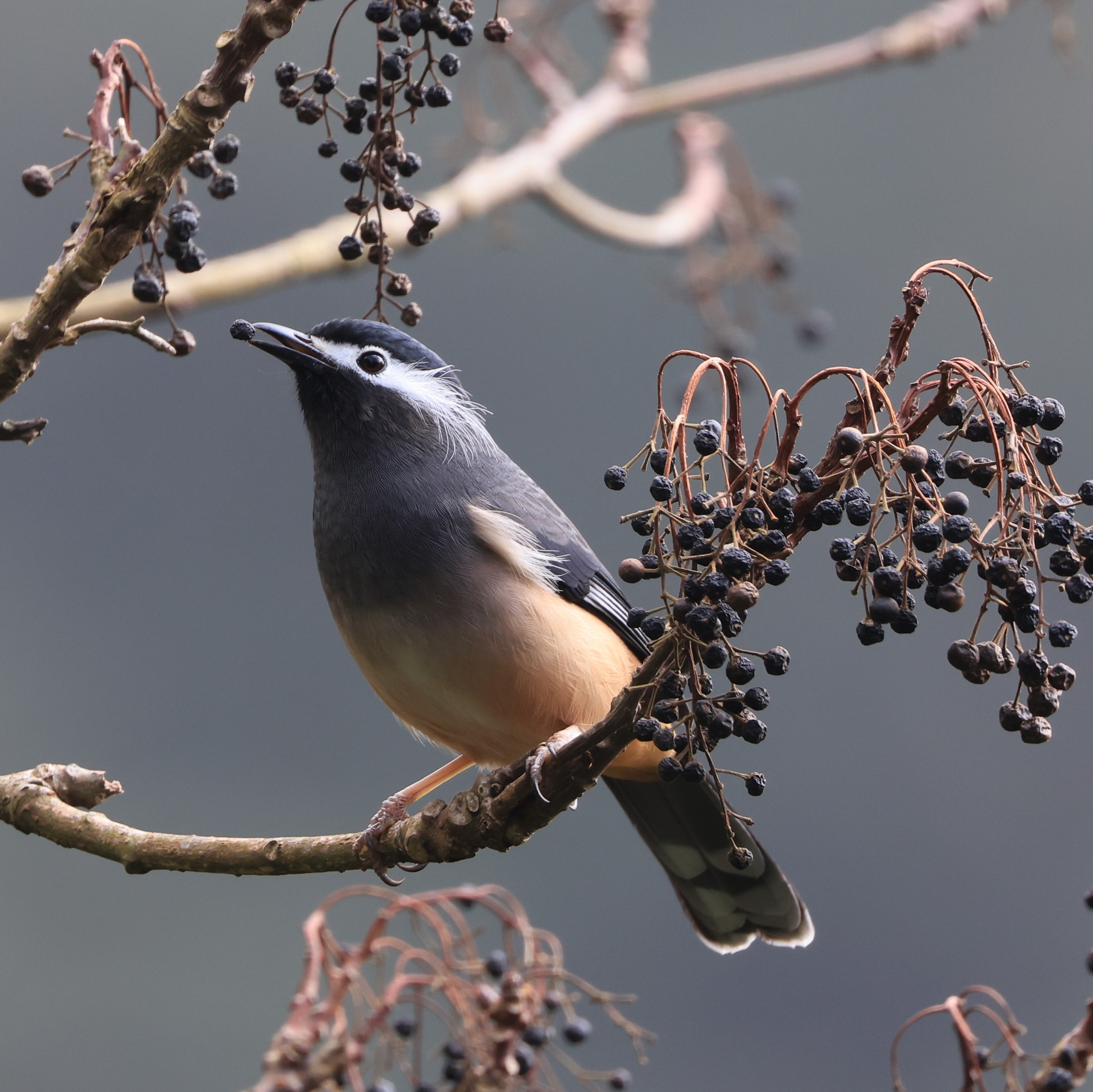 Soaring on the Wings of Giants—35 Years of the Taiwan Wild Bird ...