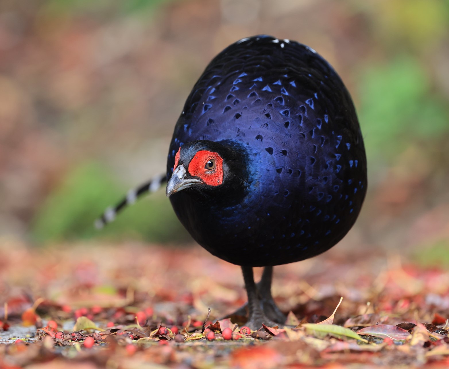 Soaring on the Wings of Giants—35 Years of the Taiwan Wild Bird ...