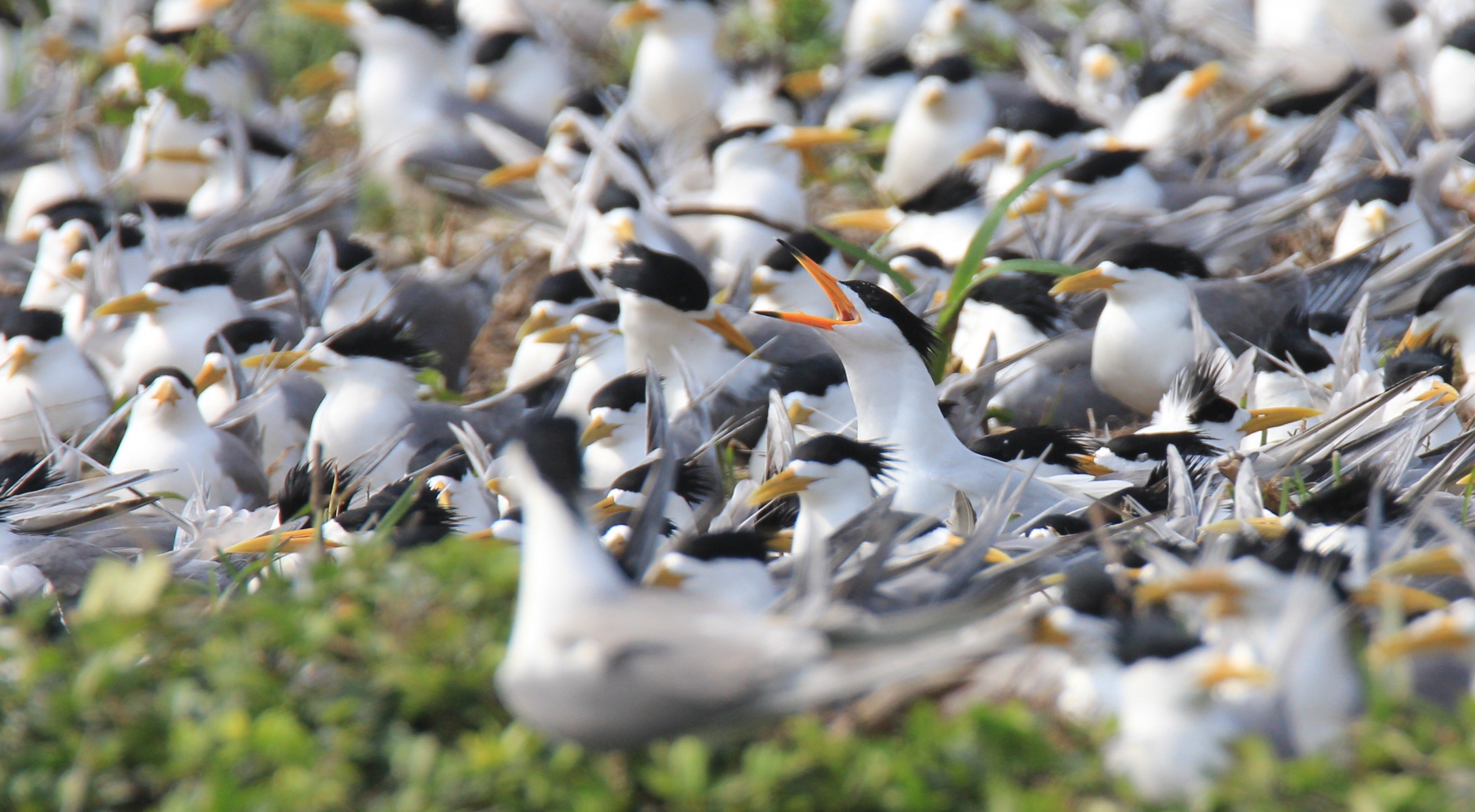 The State of Taiwan's Birds | 社團法人中華民國野鳥學會